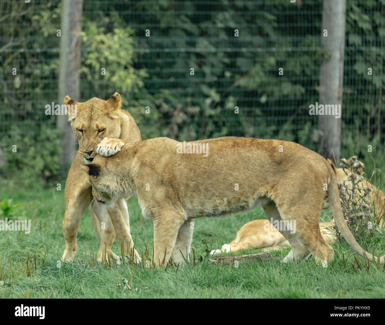 Longleat safari park tiger hi-res stock photography and images - Alamy