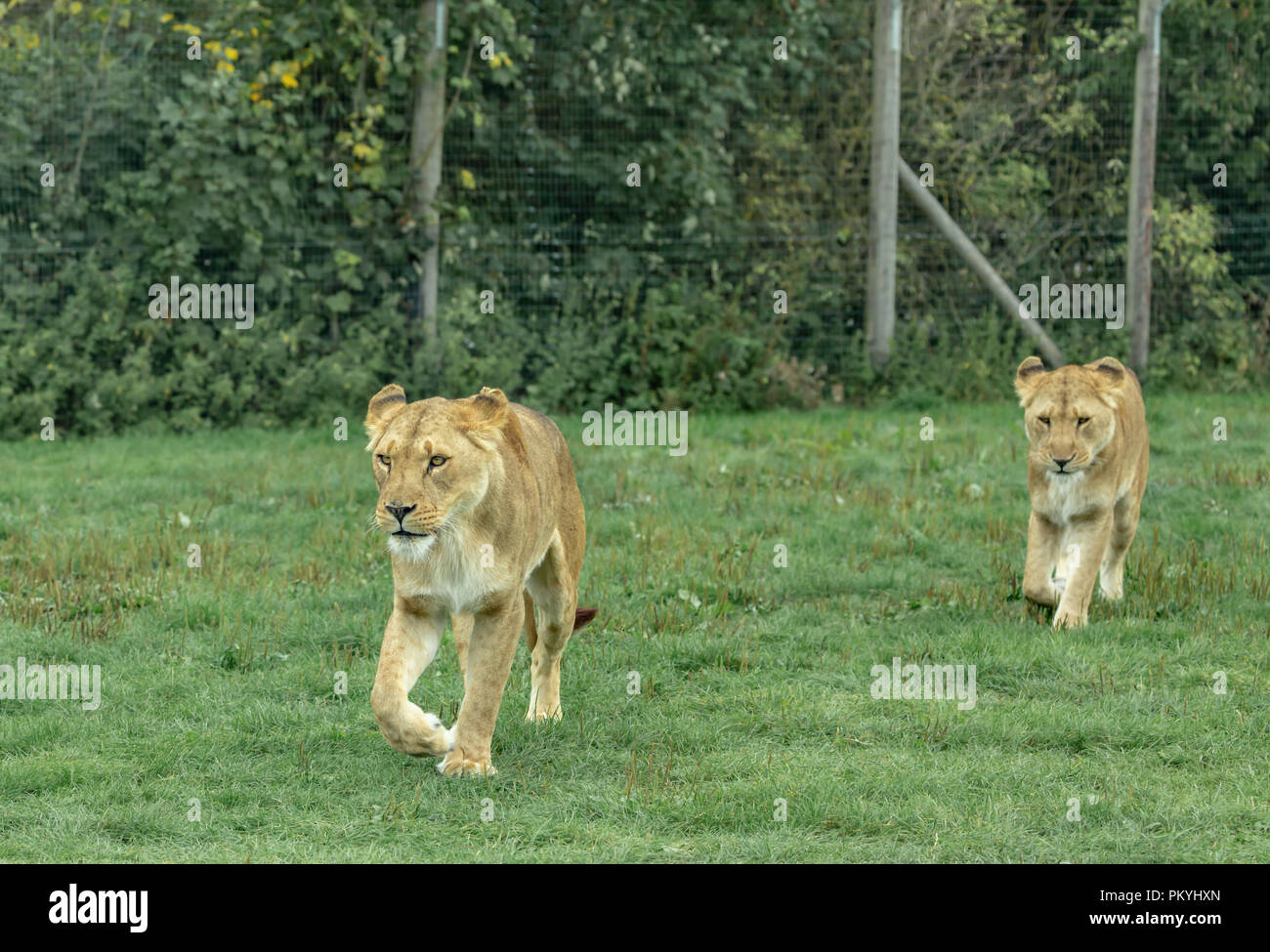 Longleat Safari Park, drive through, 14th September 2018, a wonderful ...