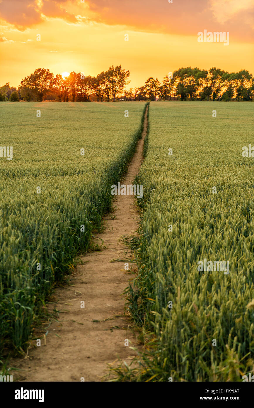 Path through barley hi-res stock photography and images - Alamy