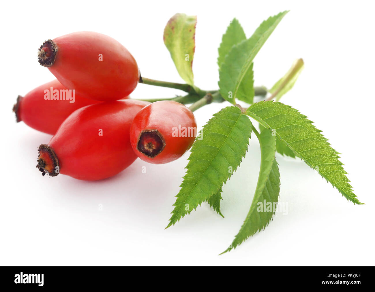 Medicinal rose hips with green leaves over white background Stock Photo ...