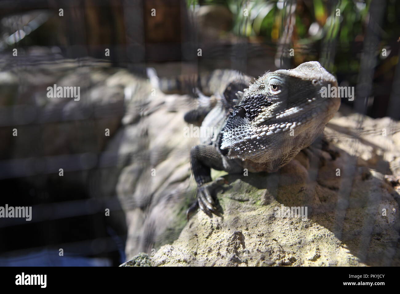 Water Country Dragons Den