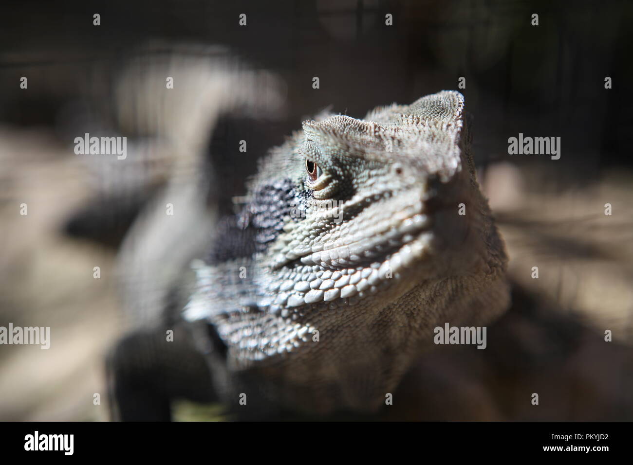 Eastern Water Dragoon Close Up. Australian water dragons have long ...