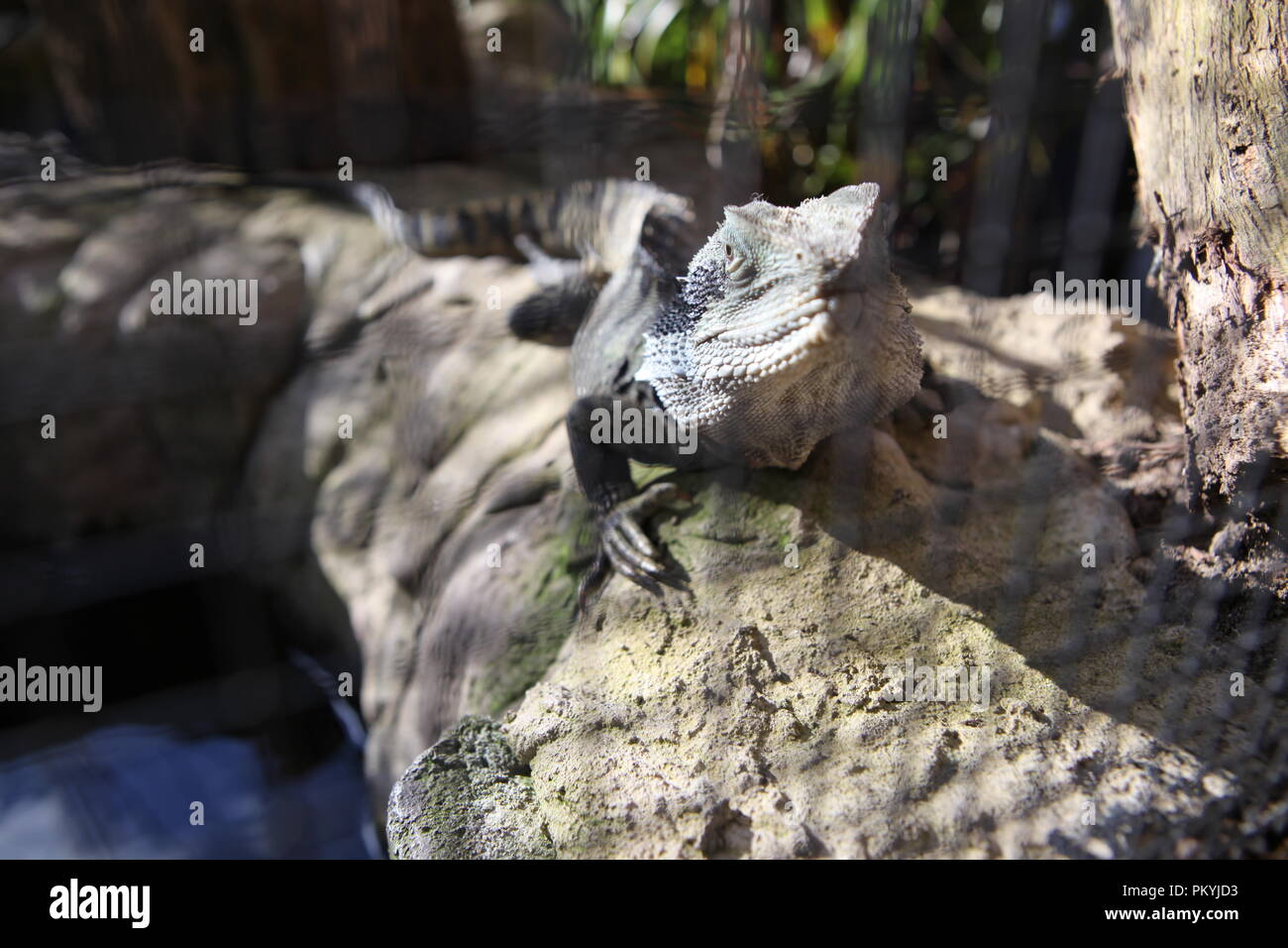 Powerful limbs and claws hi-res stock photography and images - Alamy