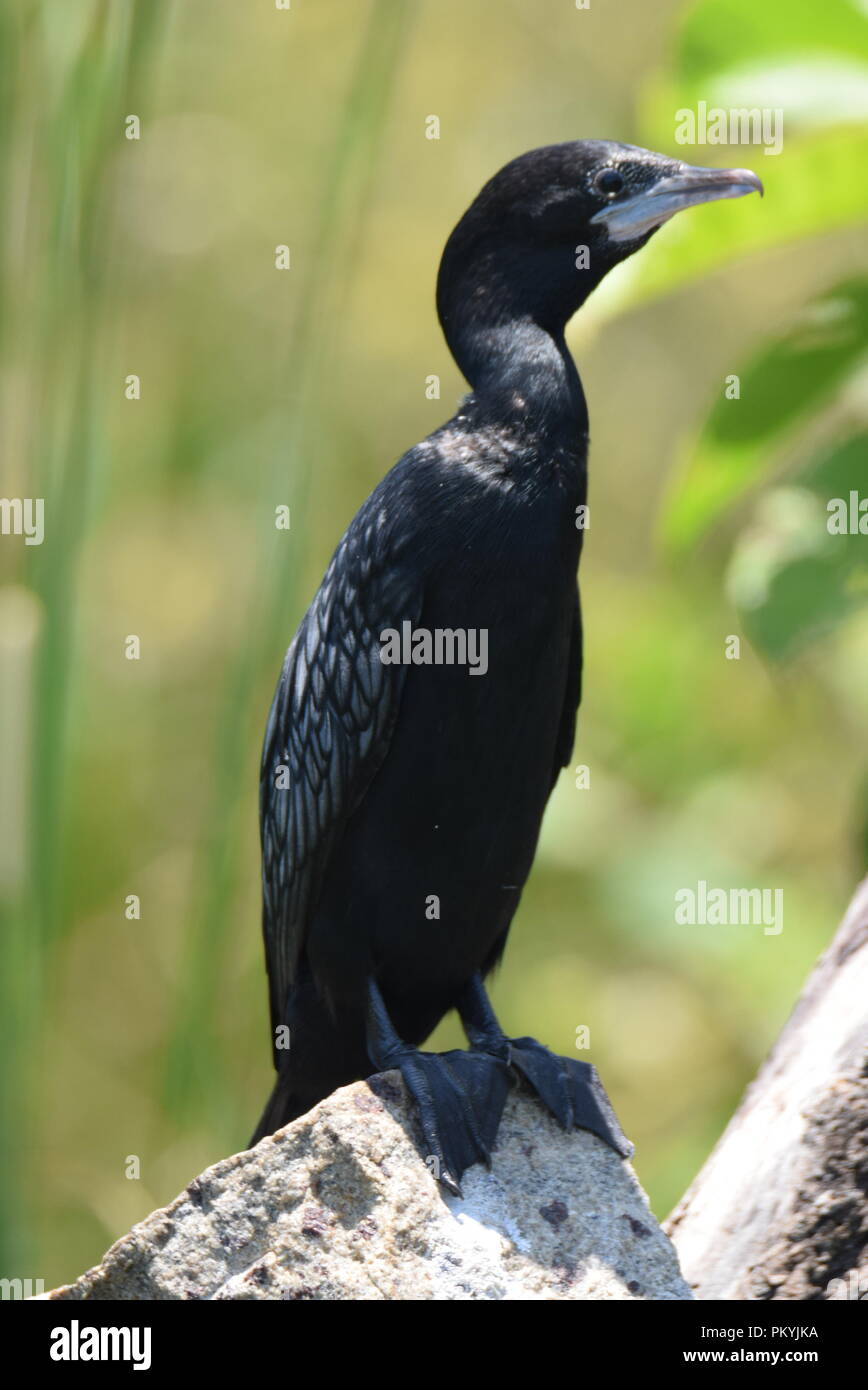 Bird basking in Poovar Stock Photo - Alamy