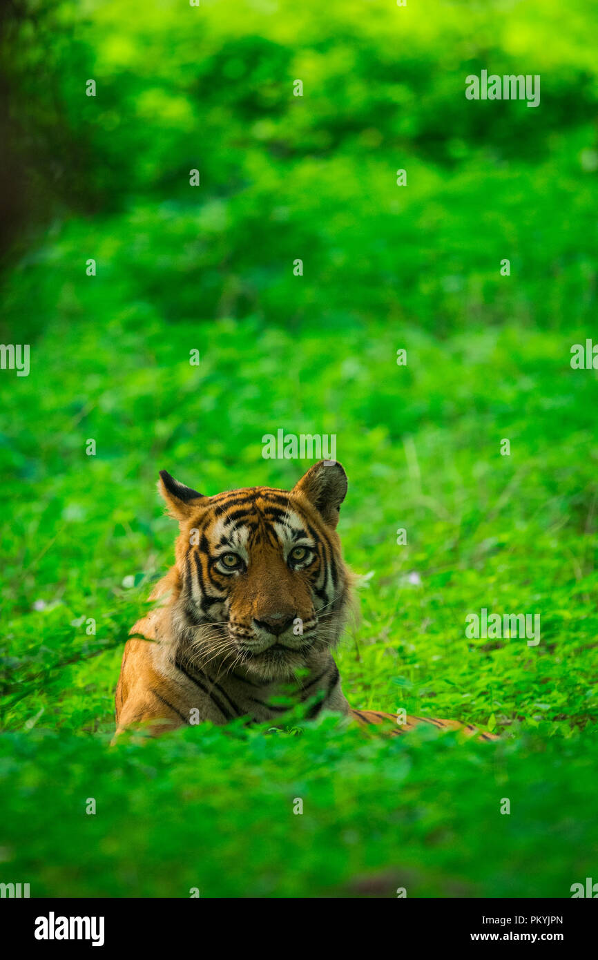 A male tiger resting in monsoon rains and lush green park at ...