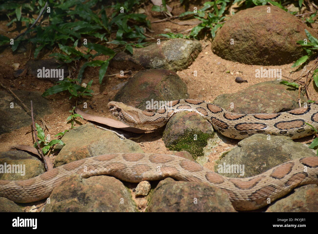 Russells viper hi-res stock photography and images - Alamy