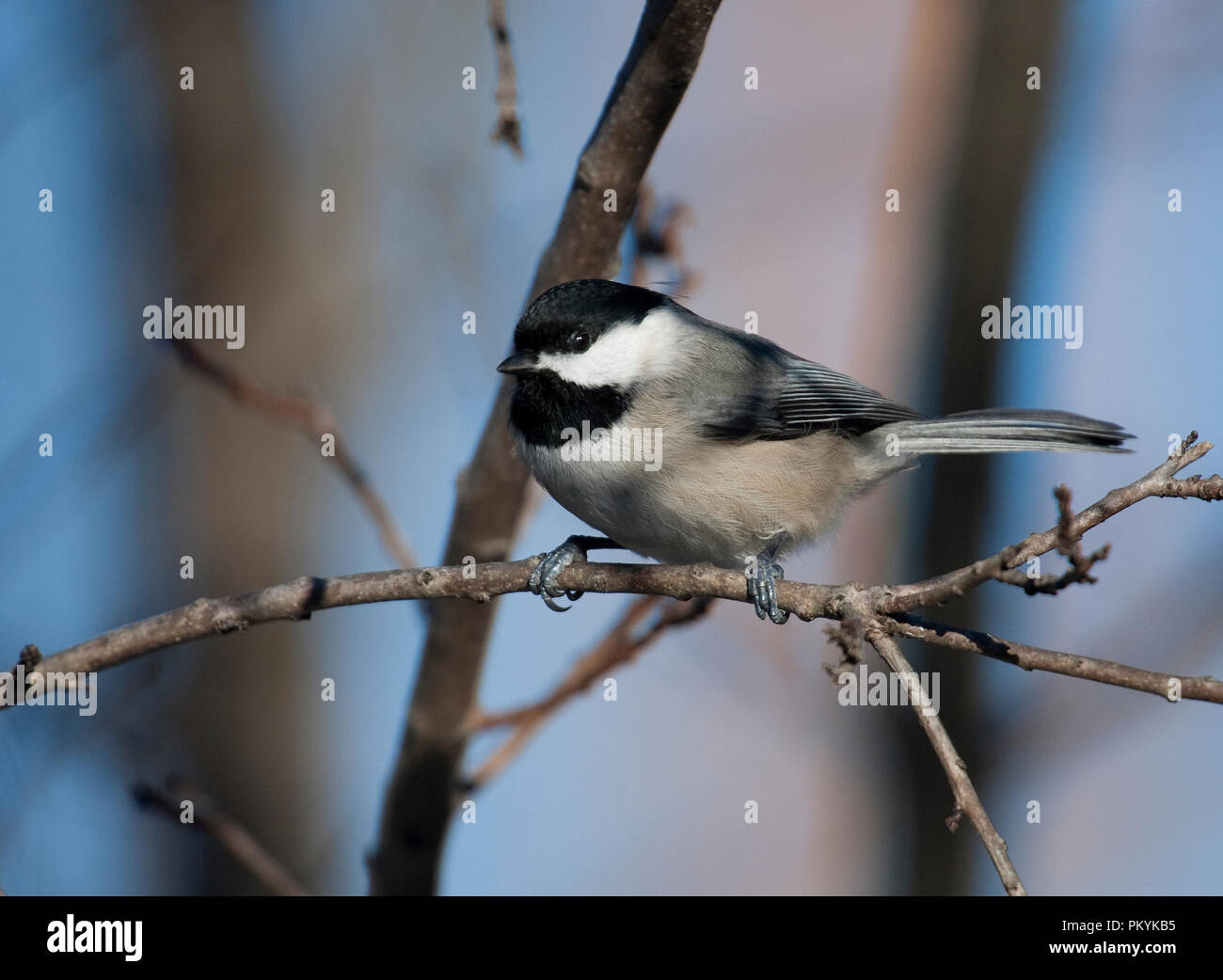 P atricapillus hi-res stock photography and images - Alamy