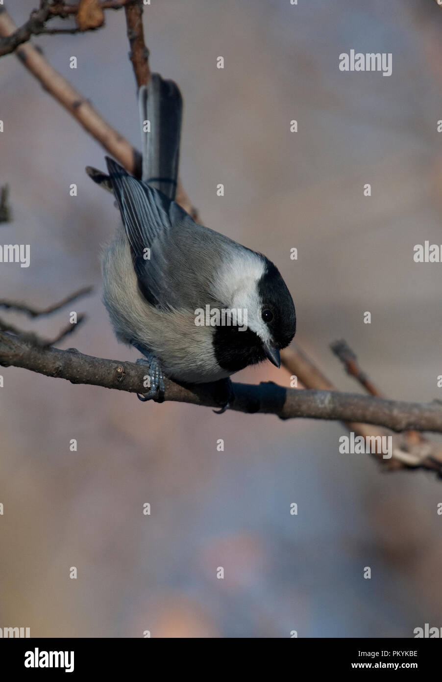 P atricapillus hi-res stock photography and images - Alamy