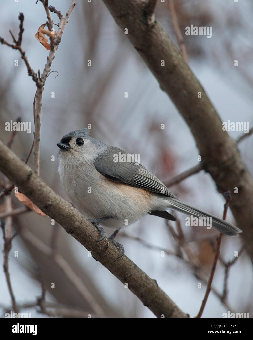 Black capped titmouse hi-res stock photography and images - Alamy