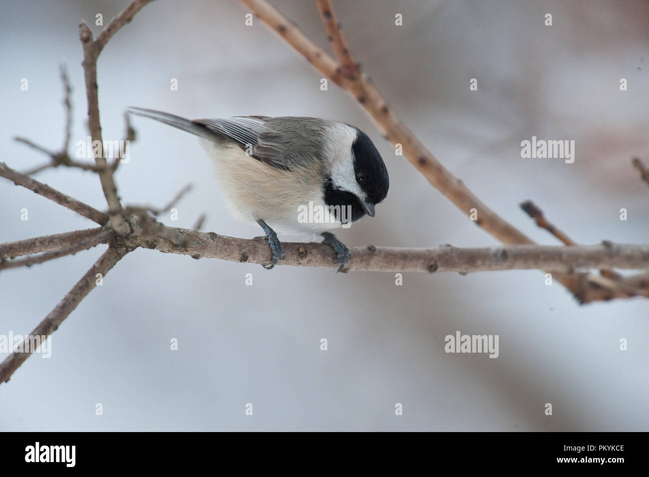 P atricapillus hi-res stock photography and images - Alamy
