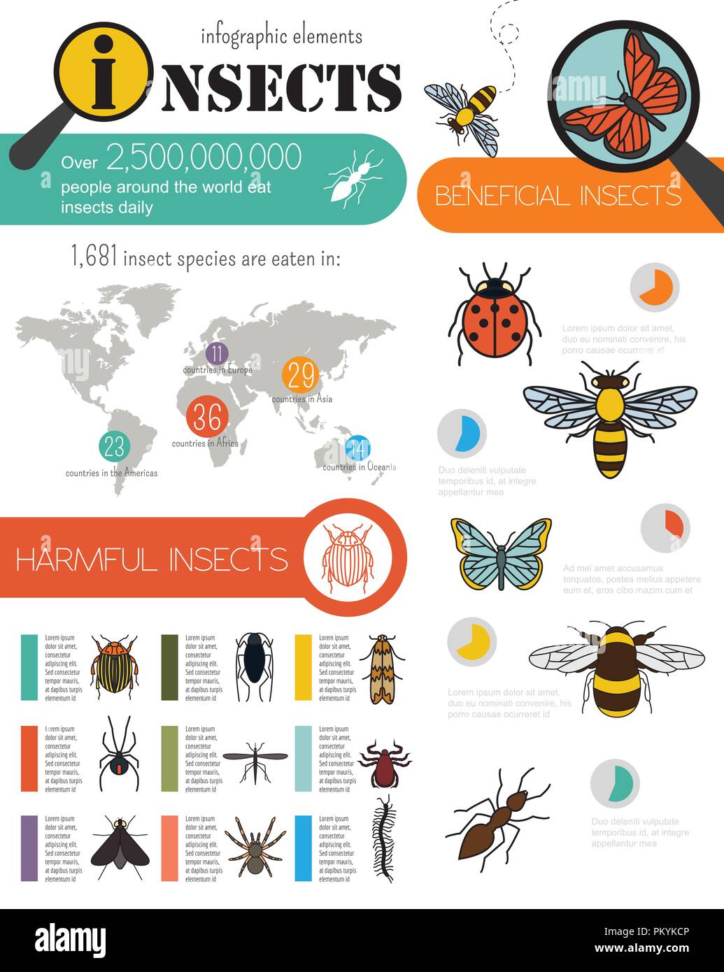 Insects infographic template. Vector illustration Stock Vector Image ...