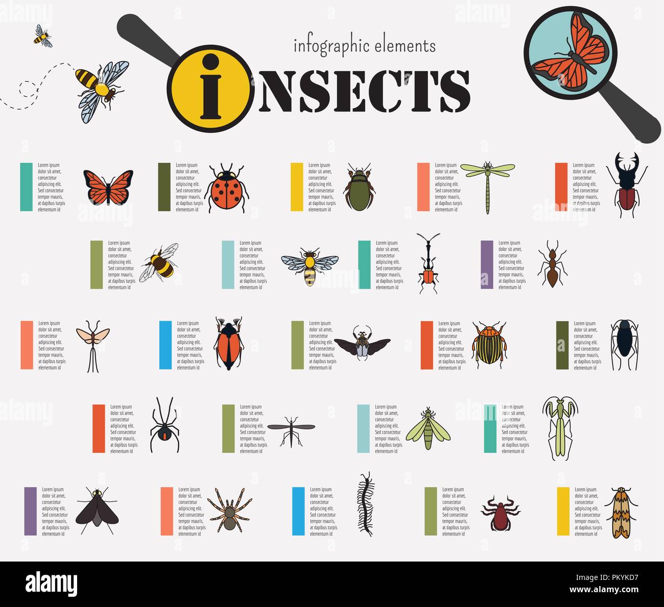 Insects infographic template. Vector illustration Stock Vector Image ...