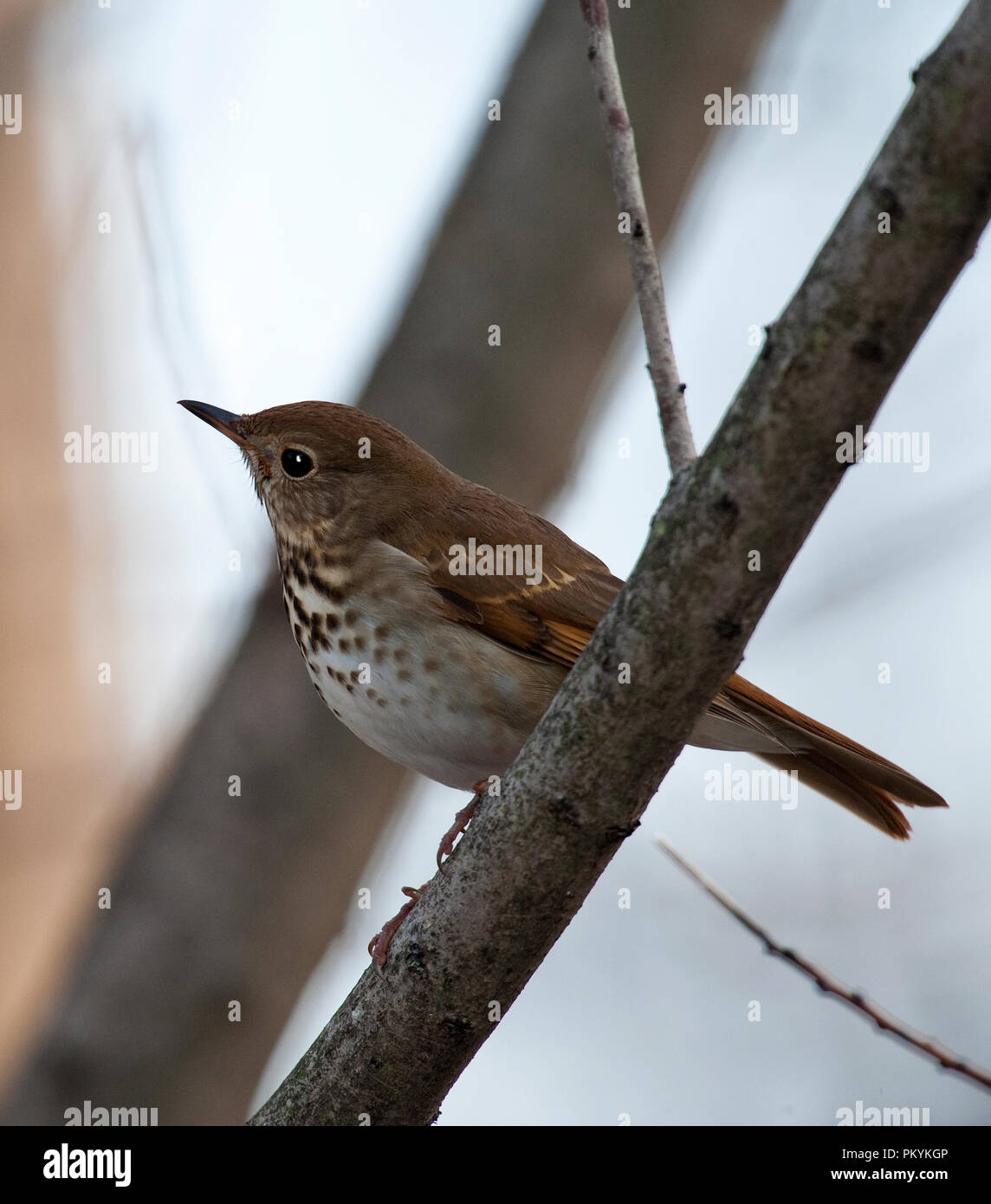 North american hermit thrush hi-res stock photography and images - Alamy