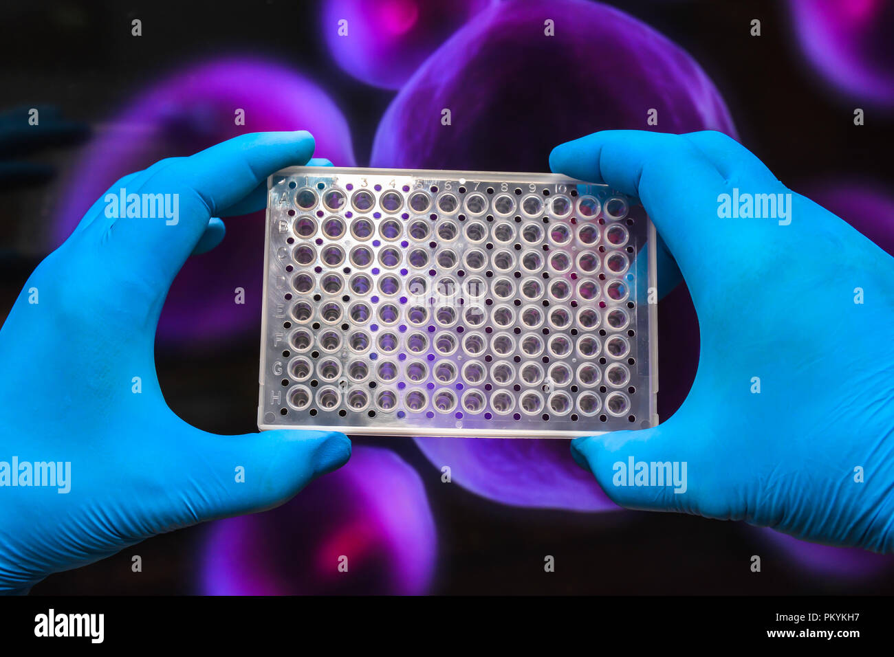 Laboratory biological research. A 96-well plate in the hands of the ...