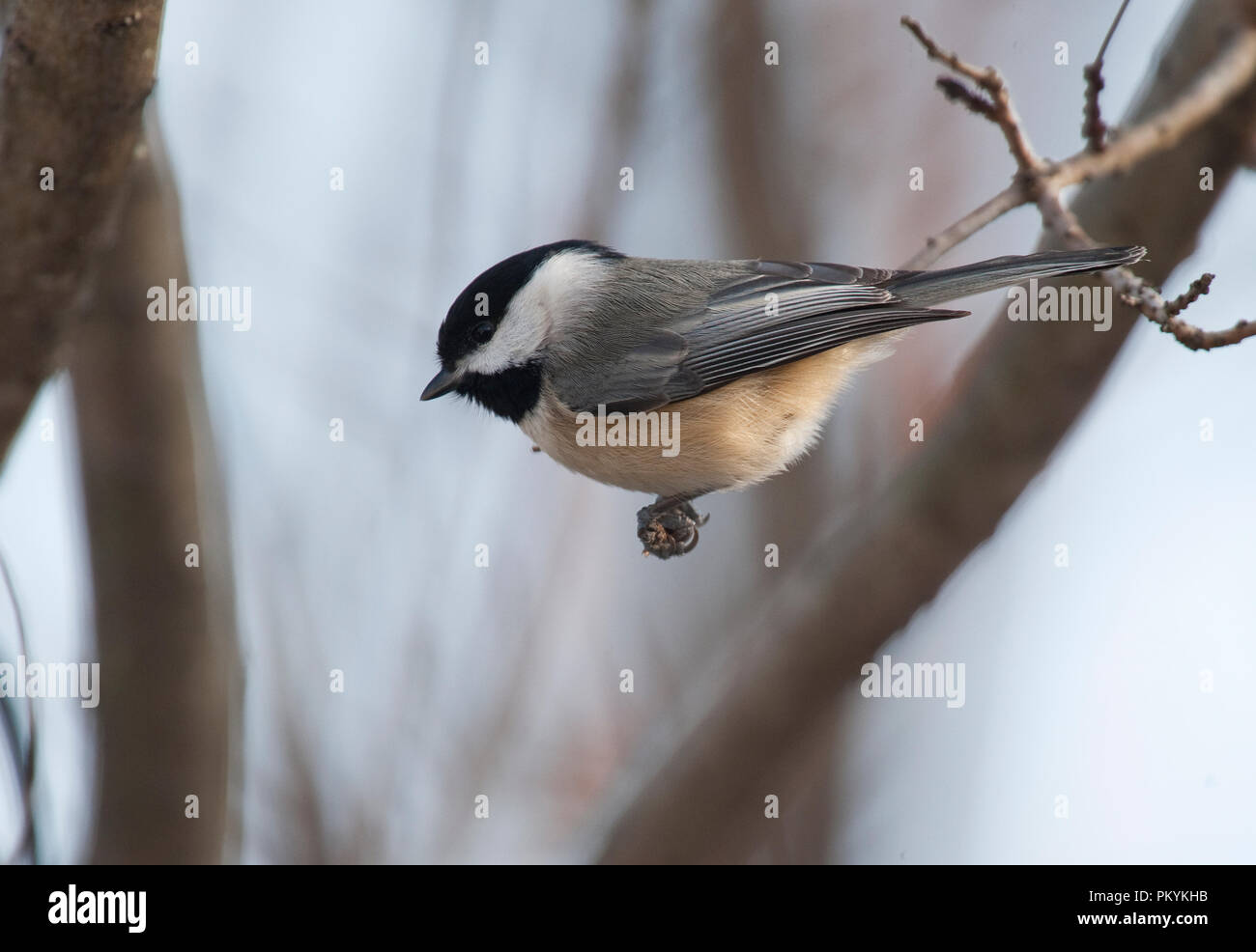 P atricapillus hi-res stock photography and images - Alamy