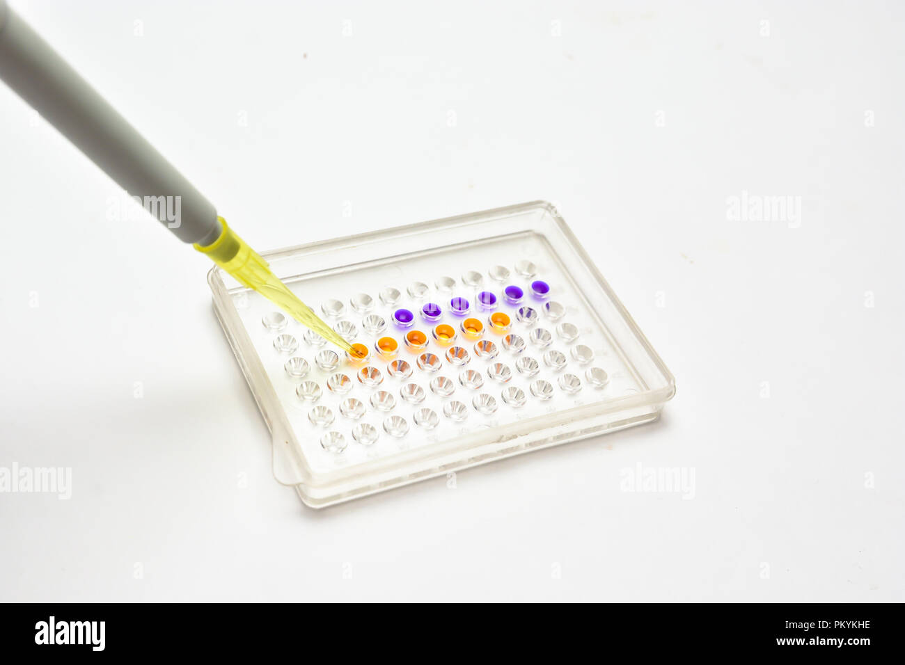 Lab tests. Application of samples in the wells of the plate Stock Photo ...