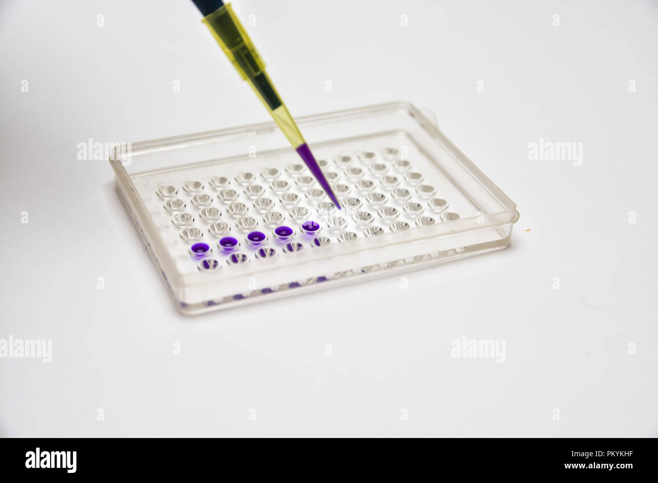Lab tests. Application of samples in the wells of the plate Stock Photo ...