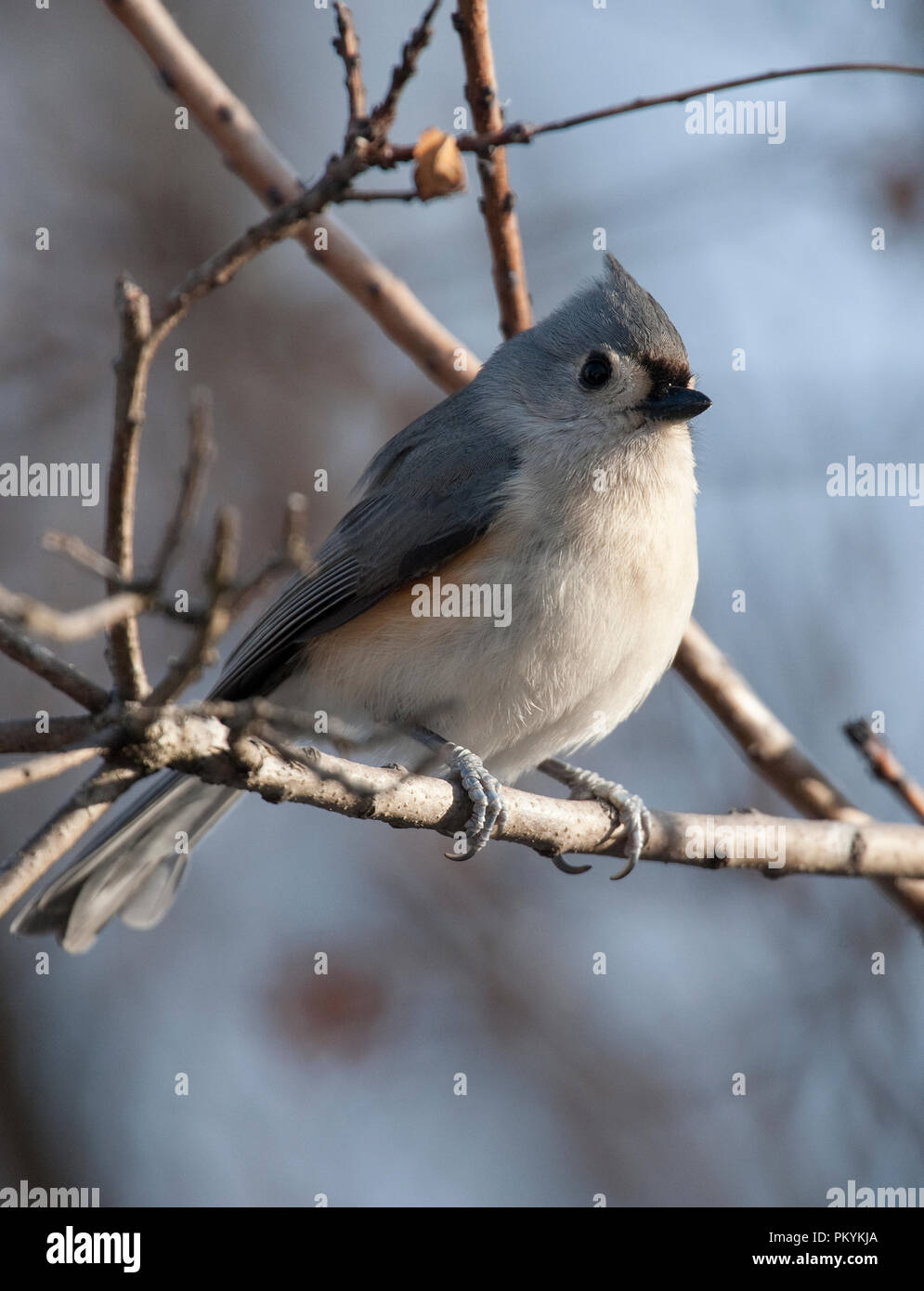 Black capped titmouse hi-res stock photography and images - Alamy