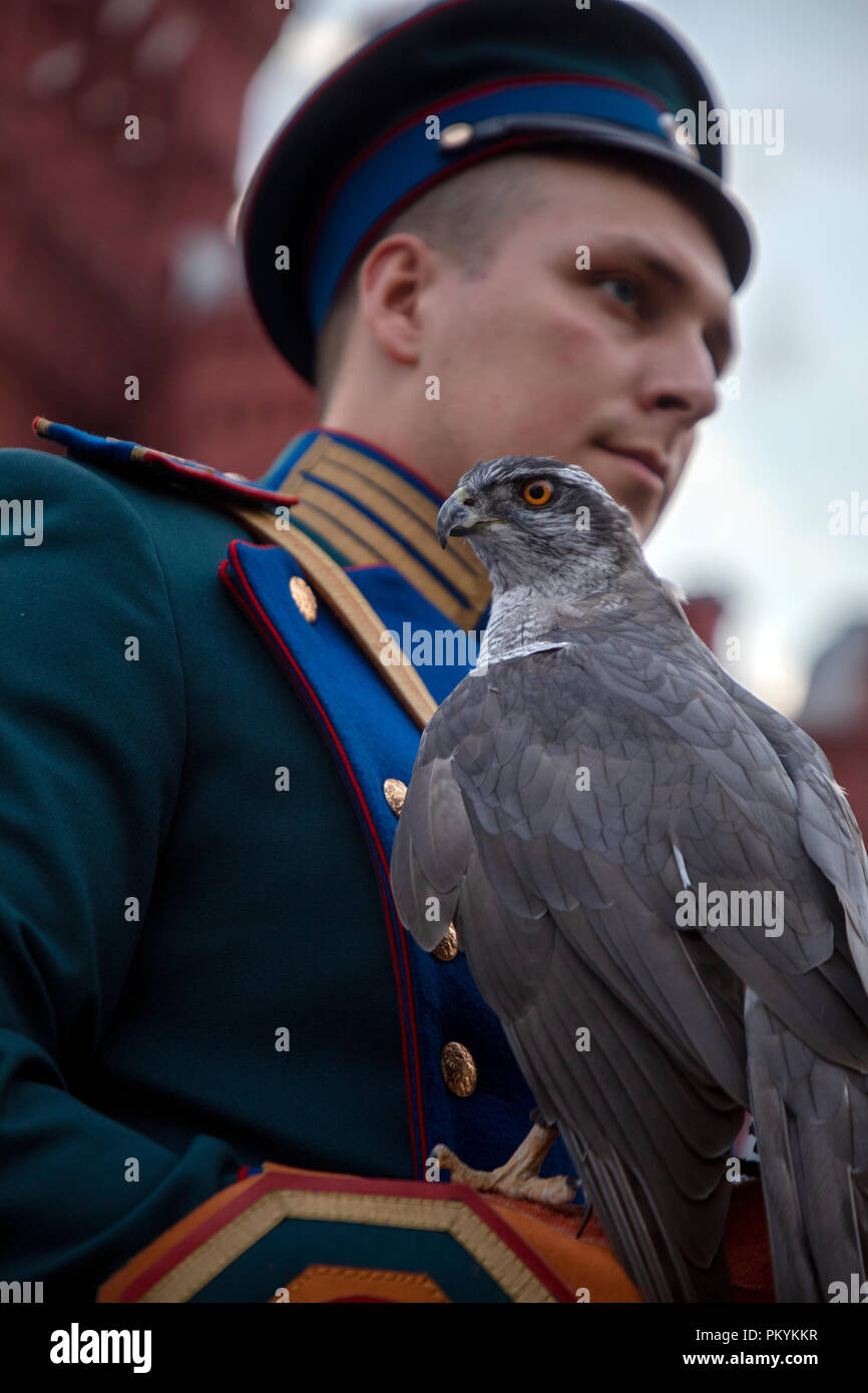 Trained falcon hi-res stock photography and images - Alamy