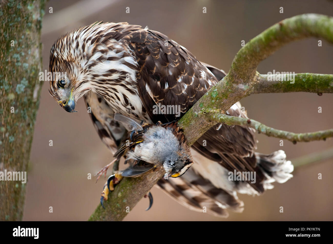 Cooper's Hawk :: Accipiter cooperii A male juvenile cooper's hawk after ...