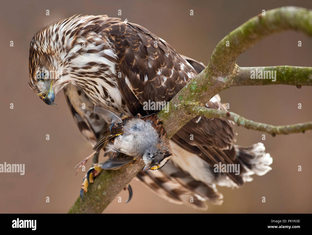 Cooper's Hawk :: Accipiter cooperii A male juvenile cooper's hawk after ...