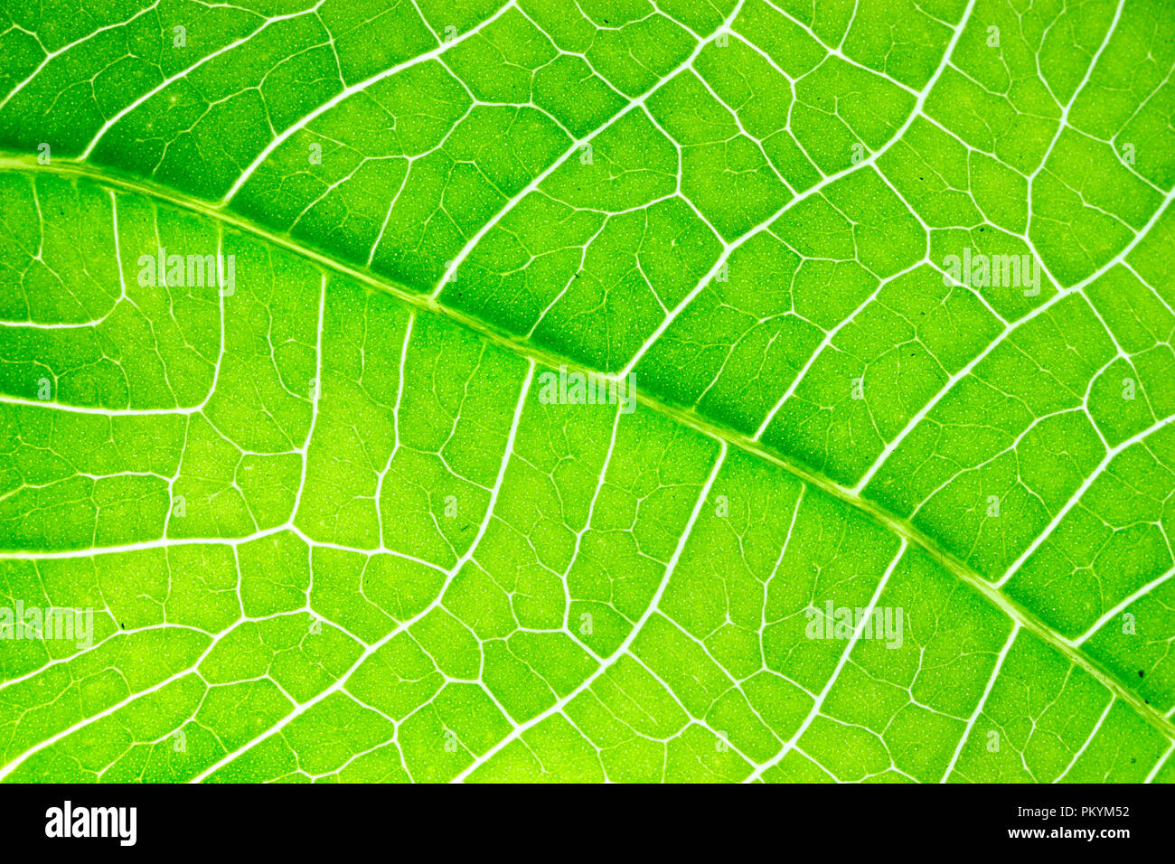 Texture background leaf hi-res stock photography and images - Alamy
