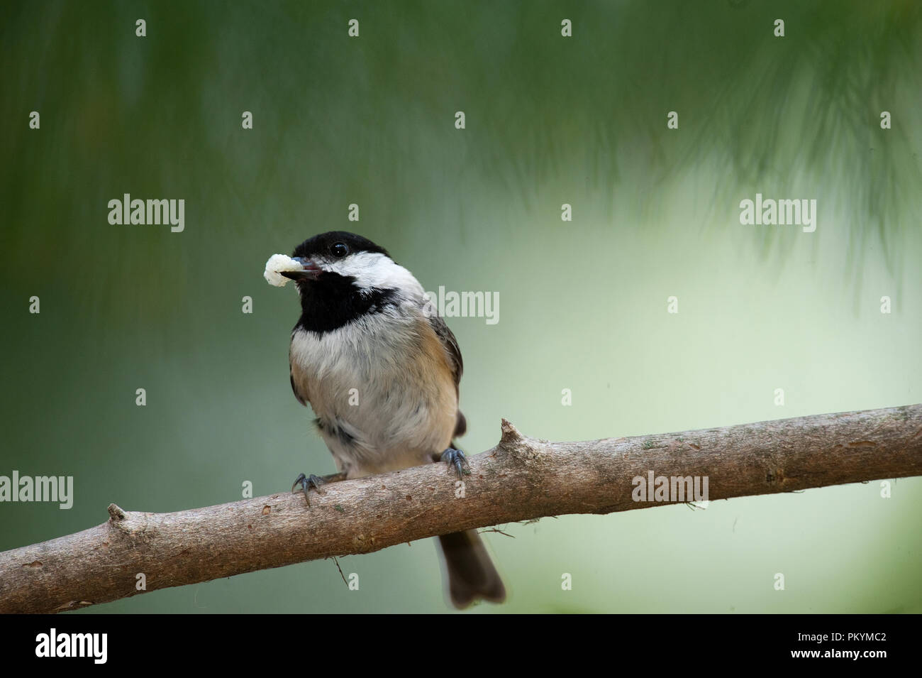 P atricapillus hi-res stock photography and images - Alamy