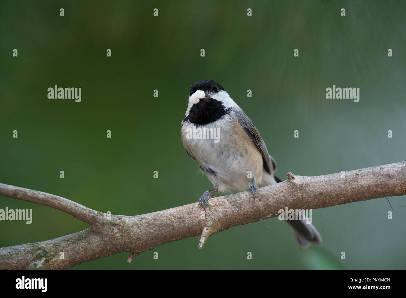 Black capped chickadee parus atricapillus tufted hi-res stock ...