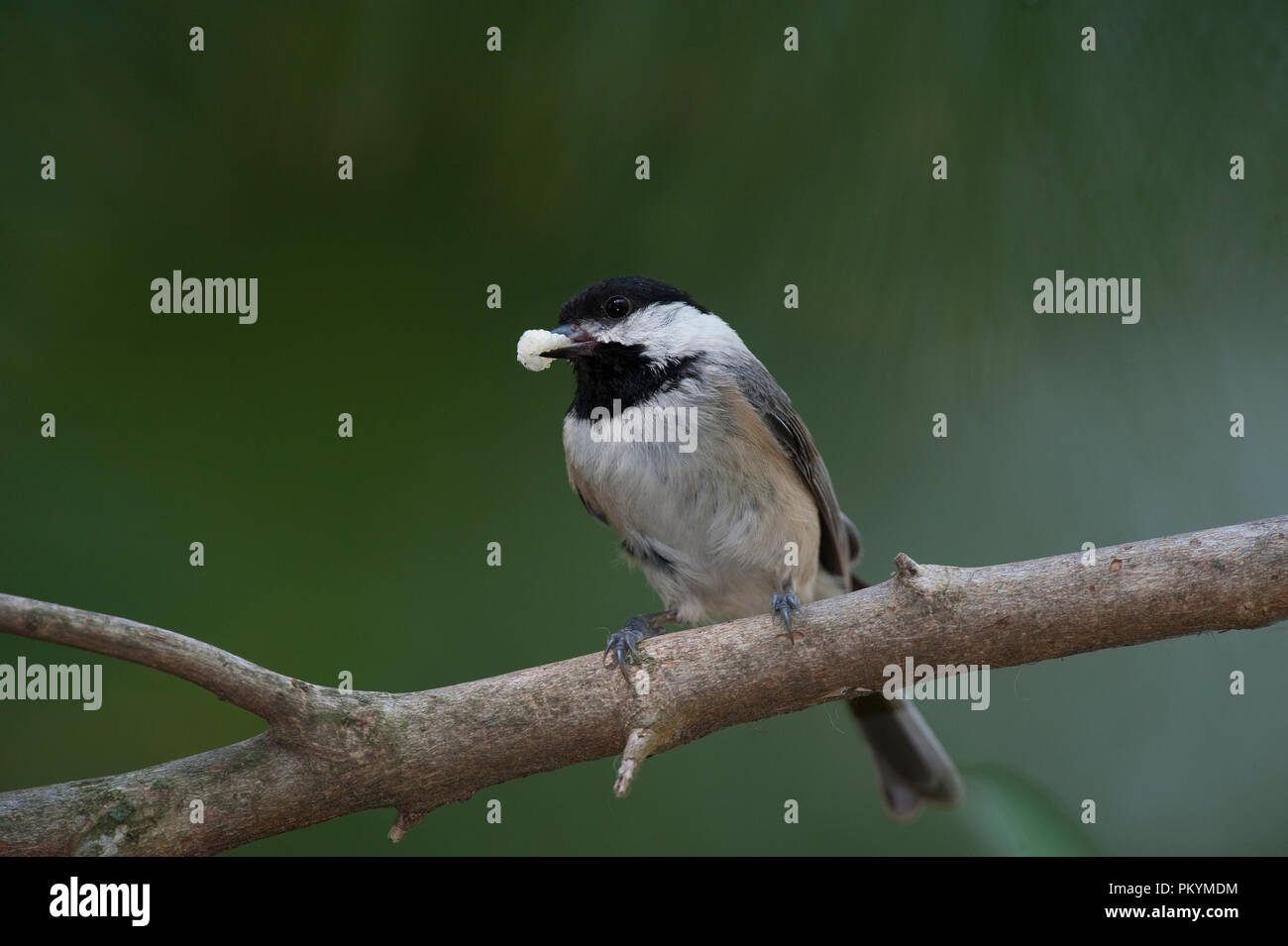 Black capped chickadee parus atricapillus tufted hi-res stock ...