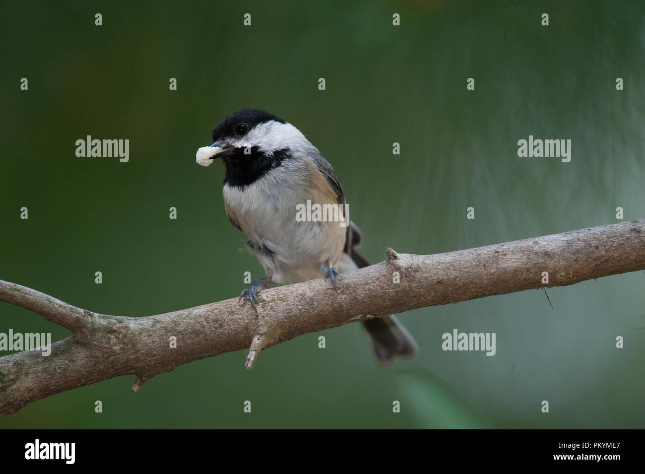 P atricapillus hi-res stock photography and images - Alamy