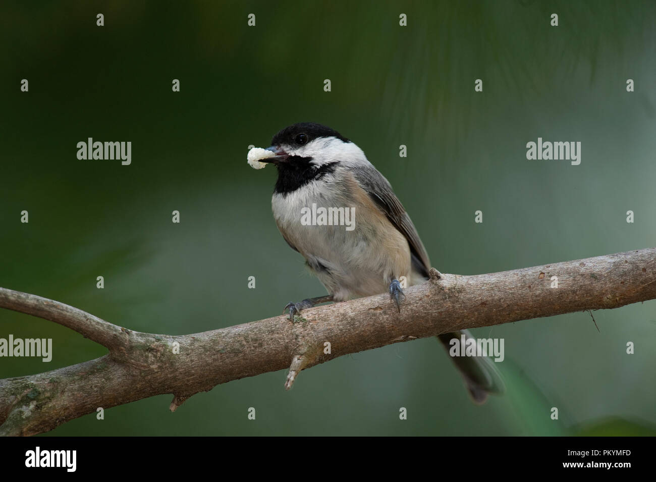 P atricapillus hi-res stock photography and images - Alamy
