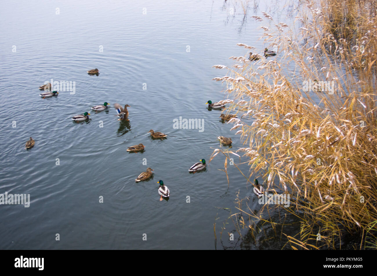 Duck with water running off bill hi-res stock photography and images ...