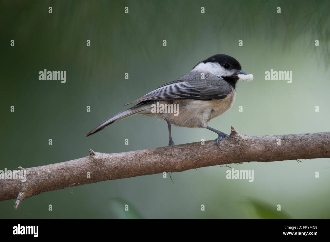 P atricapillus hi-res stock photography and images - Alamy