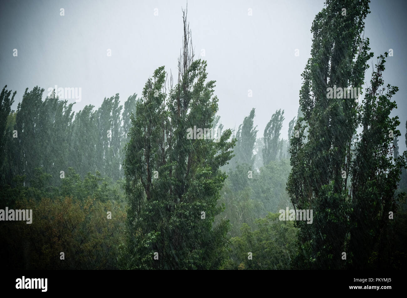 Heavy rain in the rain forest hi-res stock photography and images - Alamy