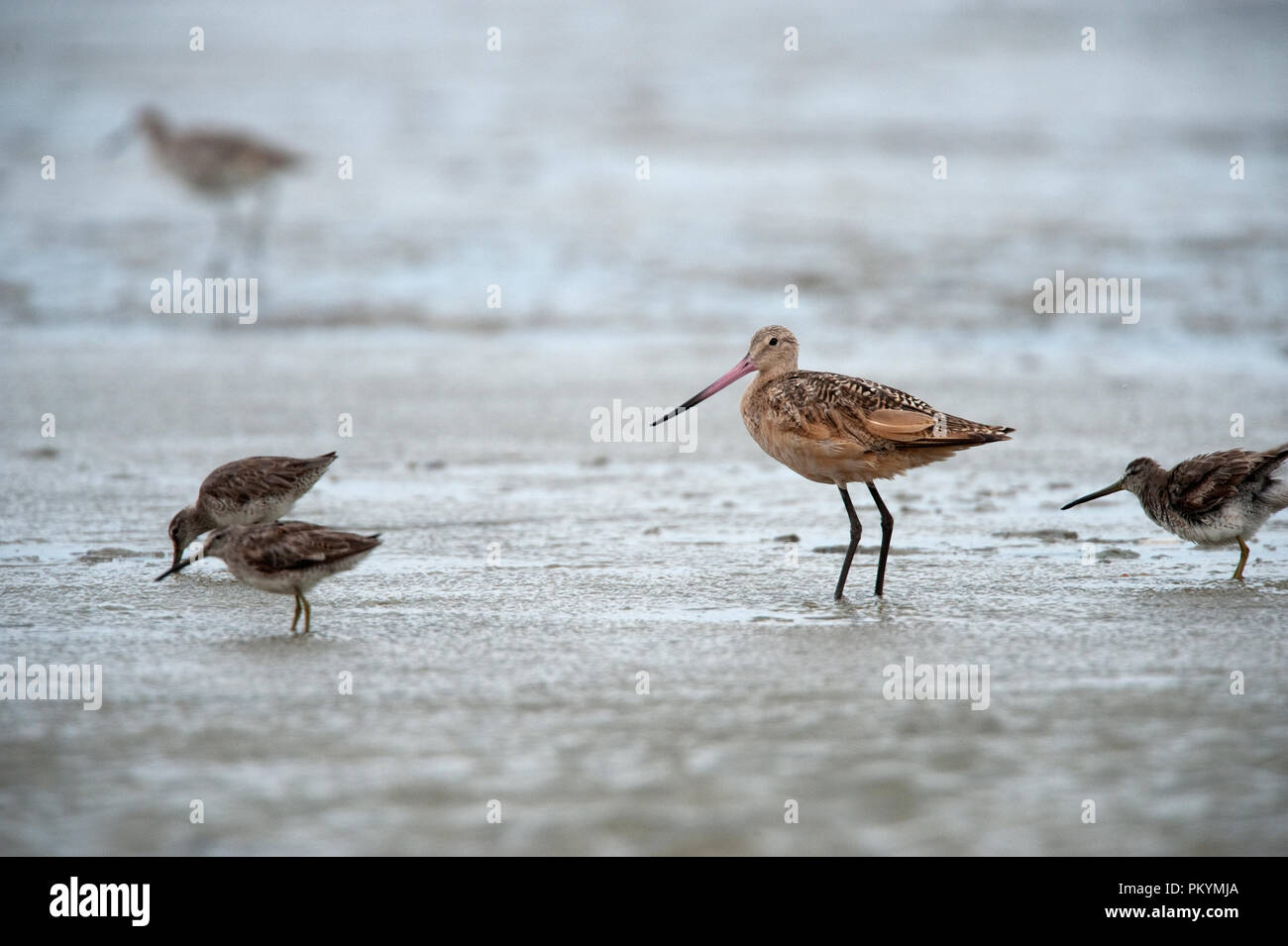 UNITED STATES - June 14 : Marbled Godwit :: Limosa Fedoa & Short-Billed ...