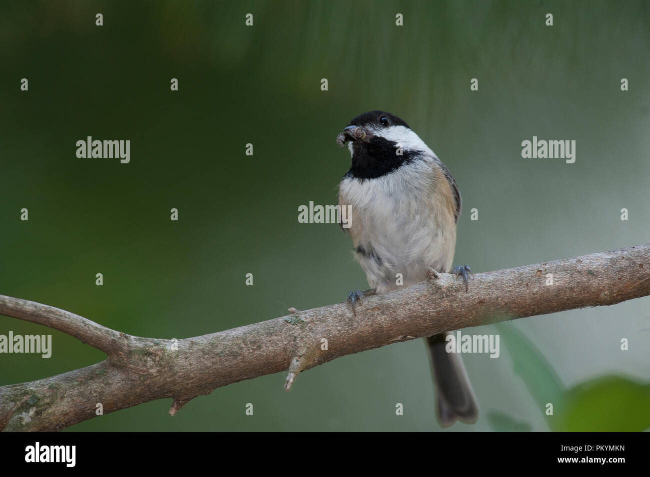 Black capped chickadee parus atricapillus tufted hi-res stock ...