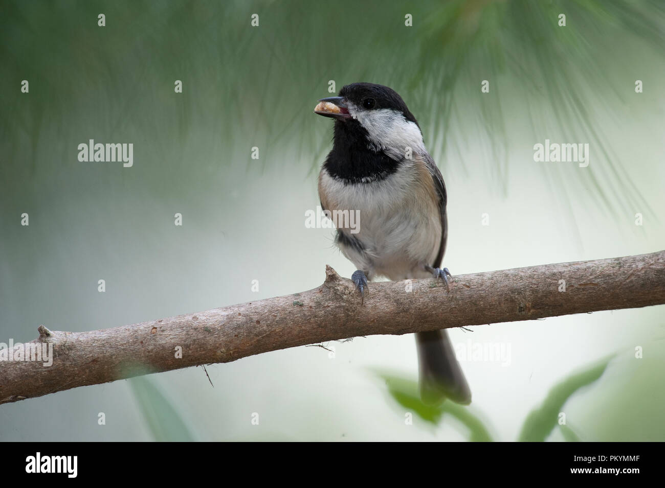 Black capped chickadee parus atricapillus tufted hi-res stock ...