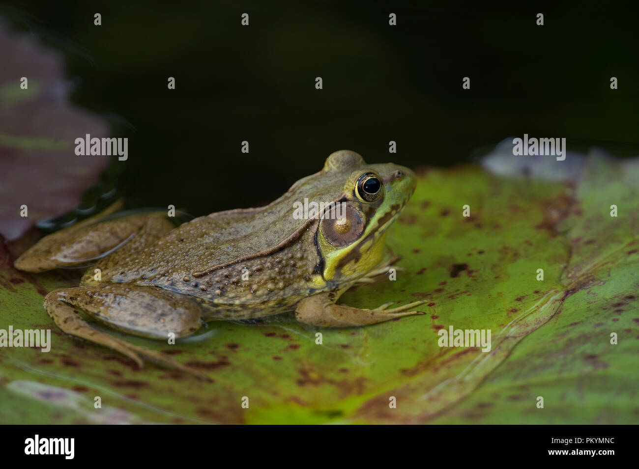 Green Frog :: Rana clamitans Stock Photo - Alamy