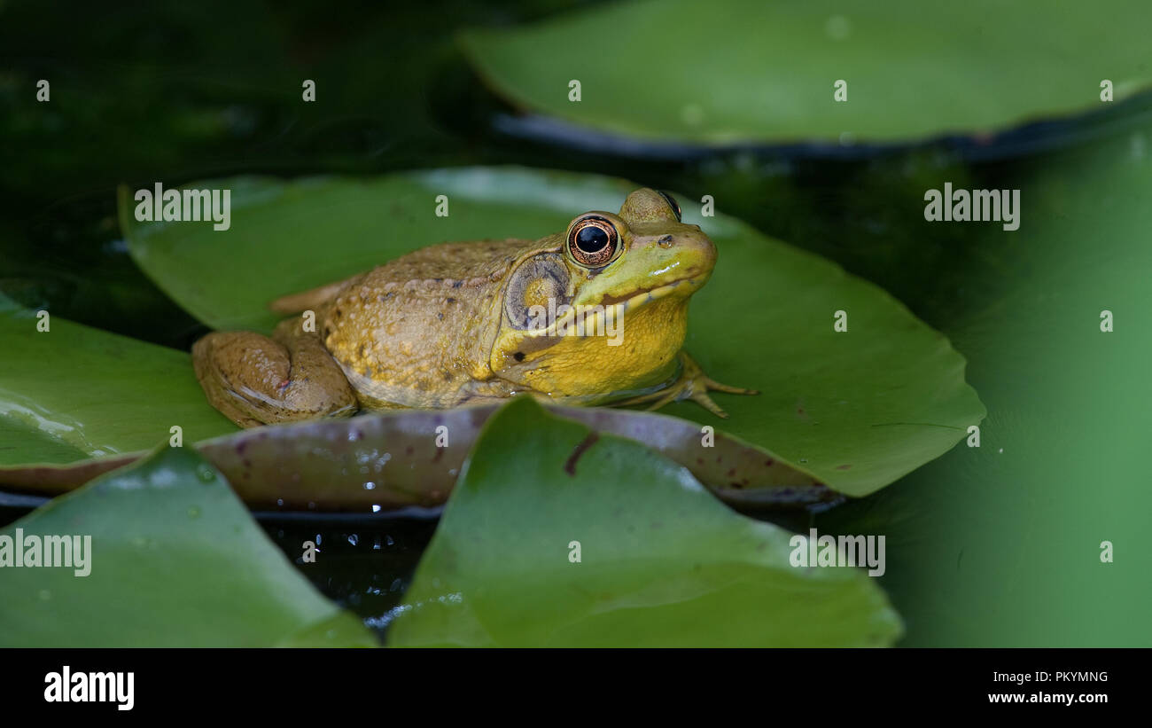 Green Frog :: Rana clamitans Stock Photo - Alamy