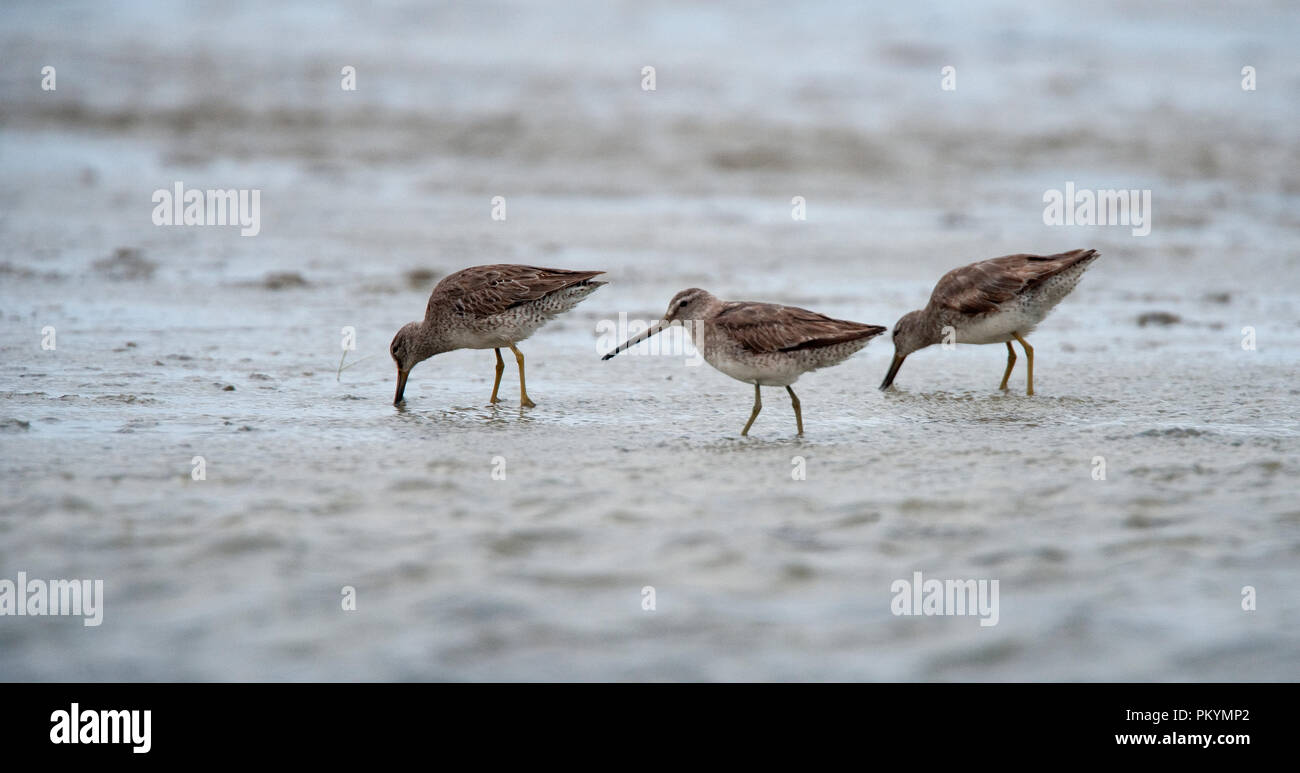 Snipelike bird hi-res stock photography and images - Alamy
