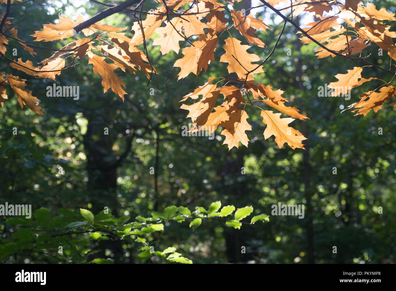 Oak fall leaf hi-res stock photography and images - Alamy