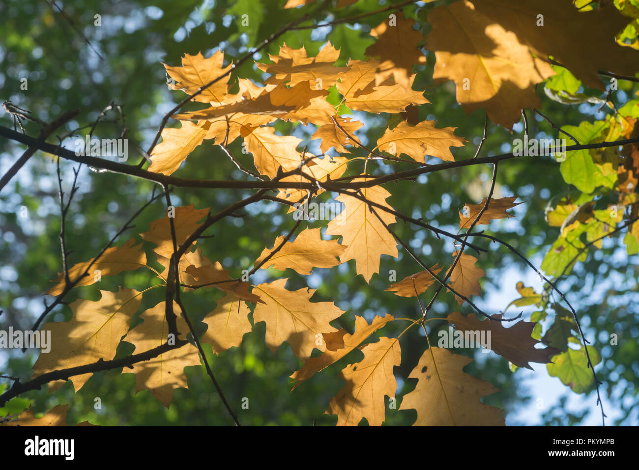 Leaves on oak in fall hi-res stock photography and images - Alamy