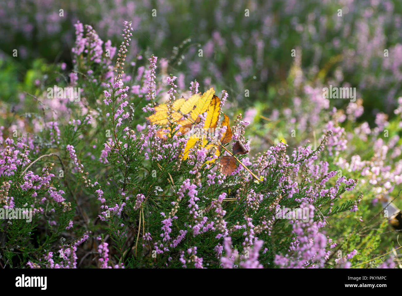 fall rowan yellow leaf on heather flowers macro Stock Photo - Alamy
