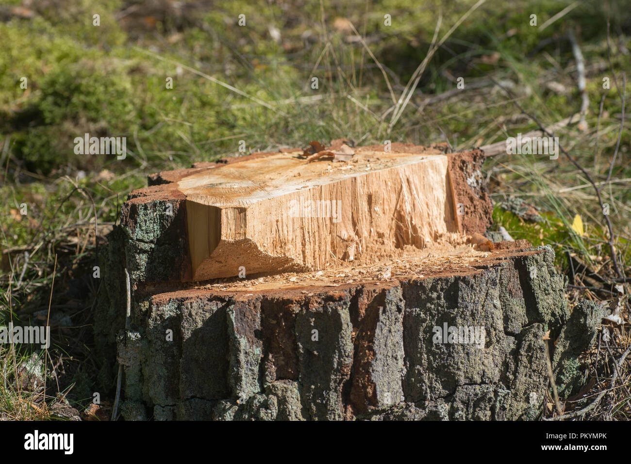 Oak tree stump hi-res stock photography and images - Alamy