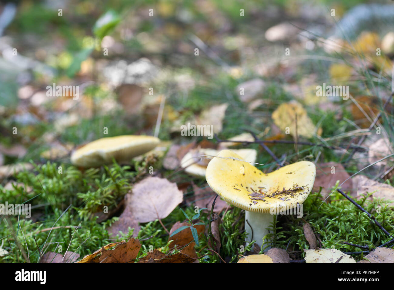 yellow swamp russula mushroom in forest Stock Photo - Alamy