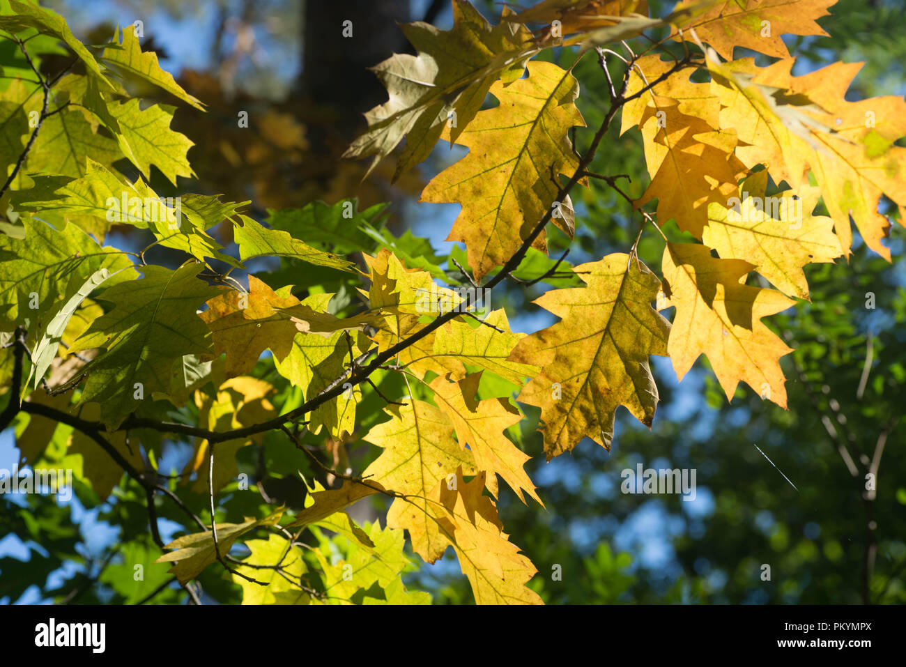 yellow oak fall leaves on twig in forest Stock Photo - Alamy