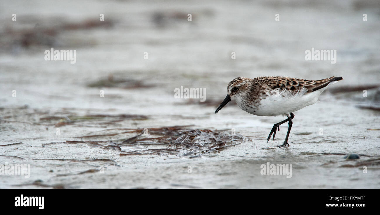 UNITED STATES - June 14 : Sanderling :: Calidris alba. (Photo By ...