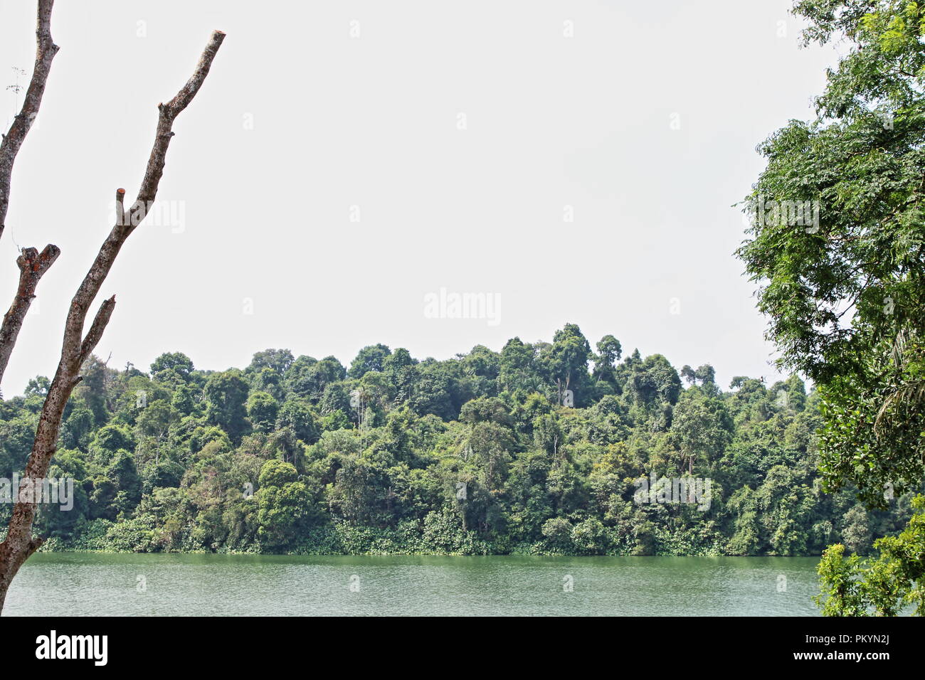 Singapore tree canopy hi-res stock photography and images - Alamy