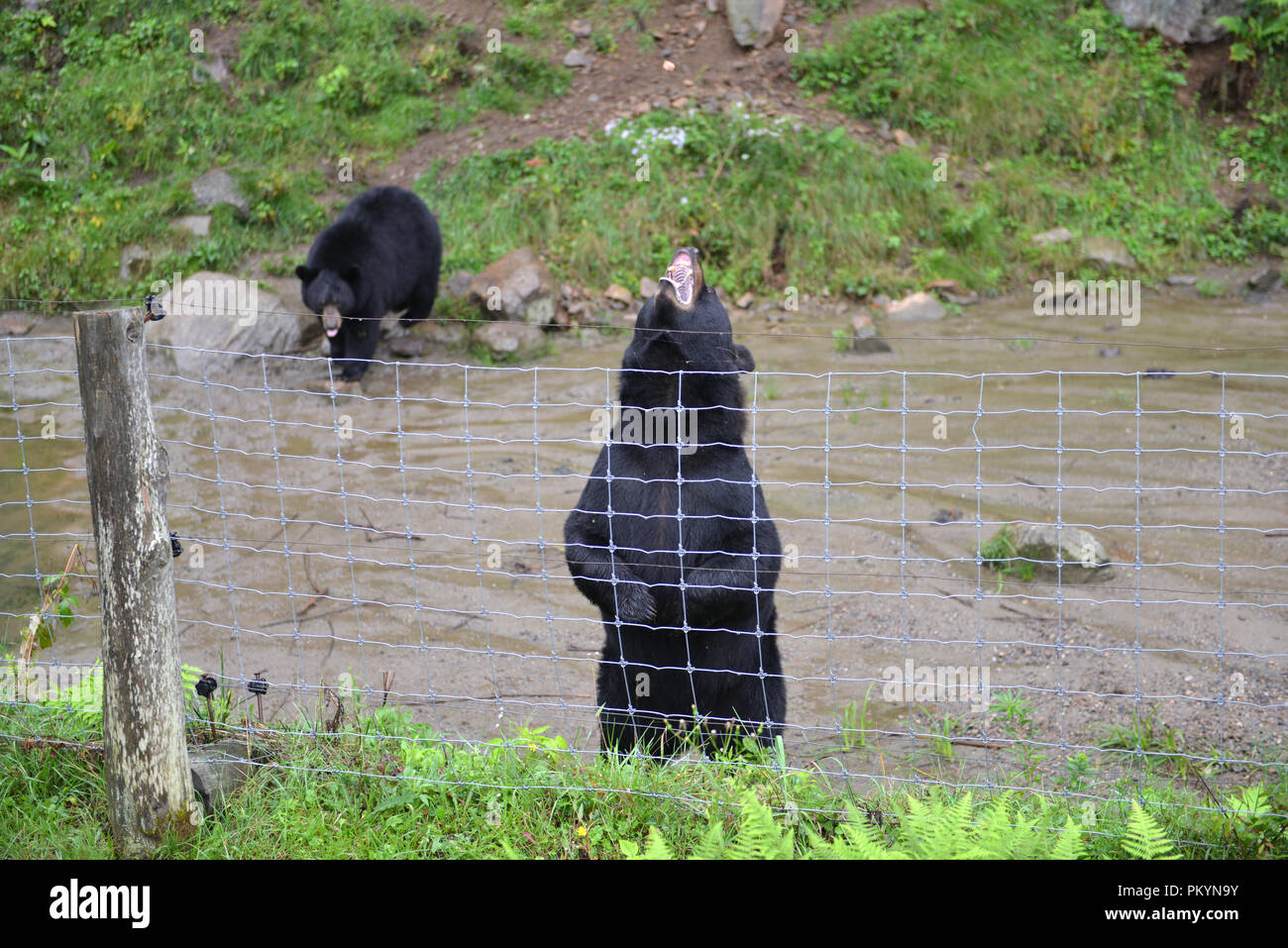 Parc Omega Safari Park Stock Photo - Alamy