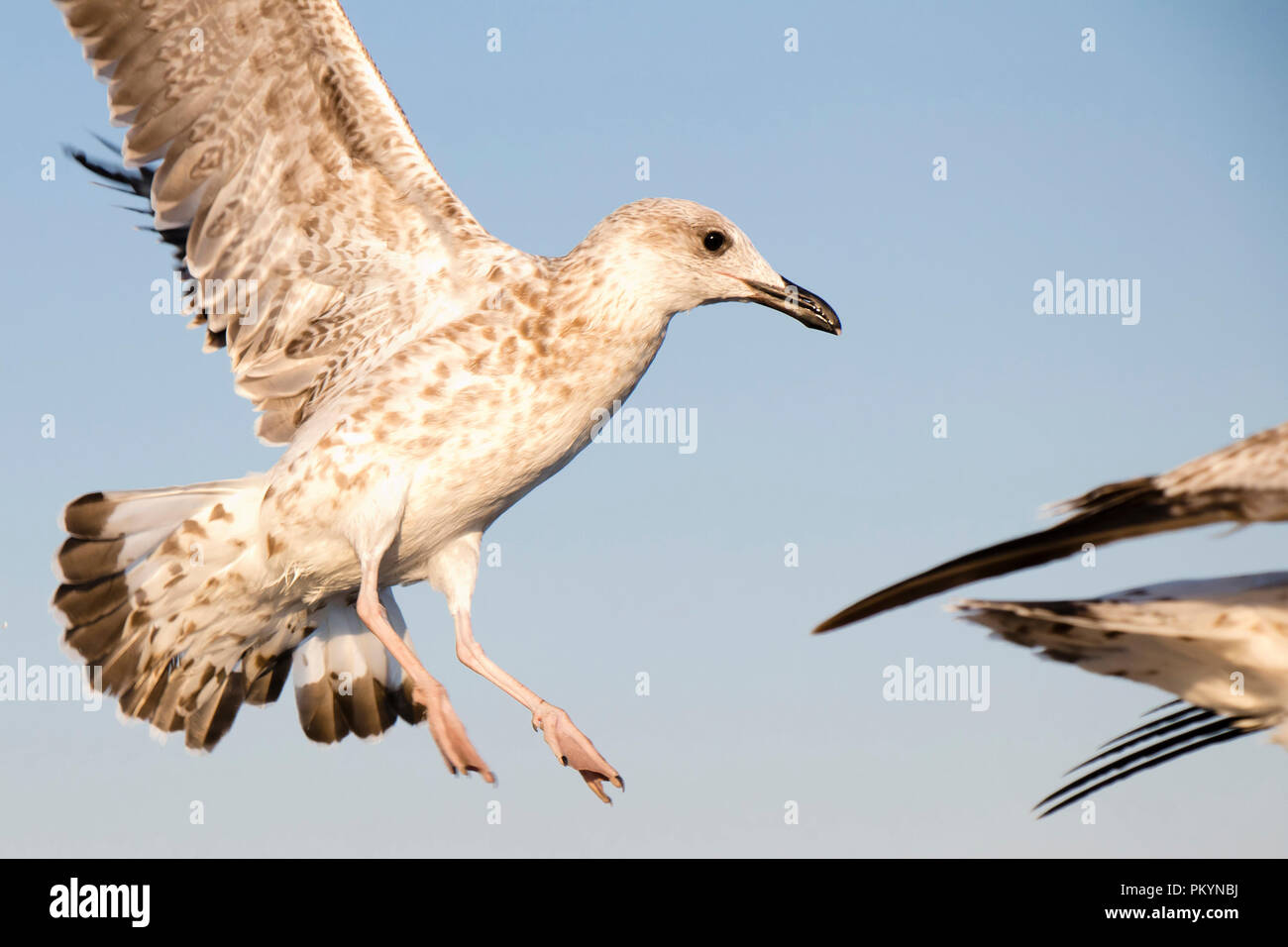 Adriatic seagull taking hi-res stock photography and images - Alamy